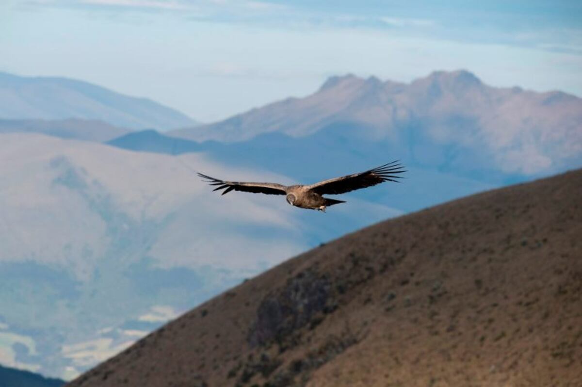 ¡La libertad de volver a volar! Emocionantes imágenes de un cóndor ...