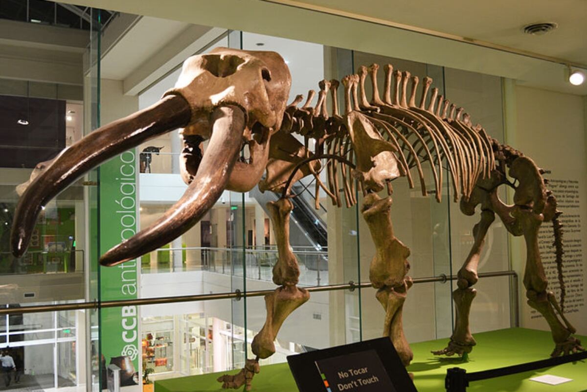 Córdoba: tenía los restos de un animal prehistórico en su casa | Vía ...
