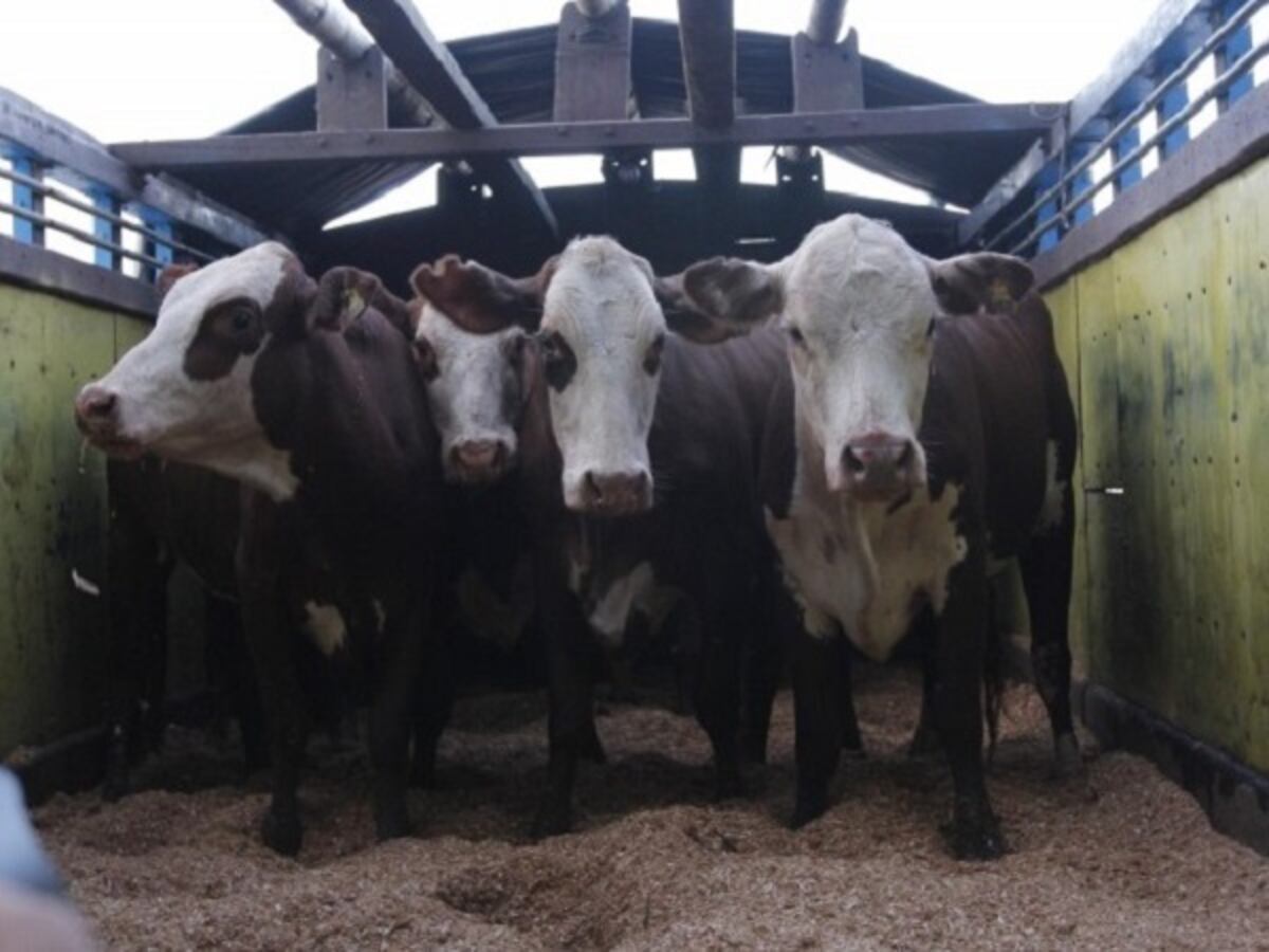 El estrés animal y su impacto en la faena