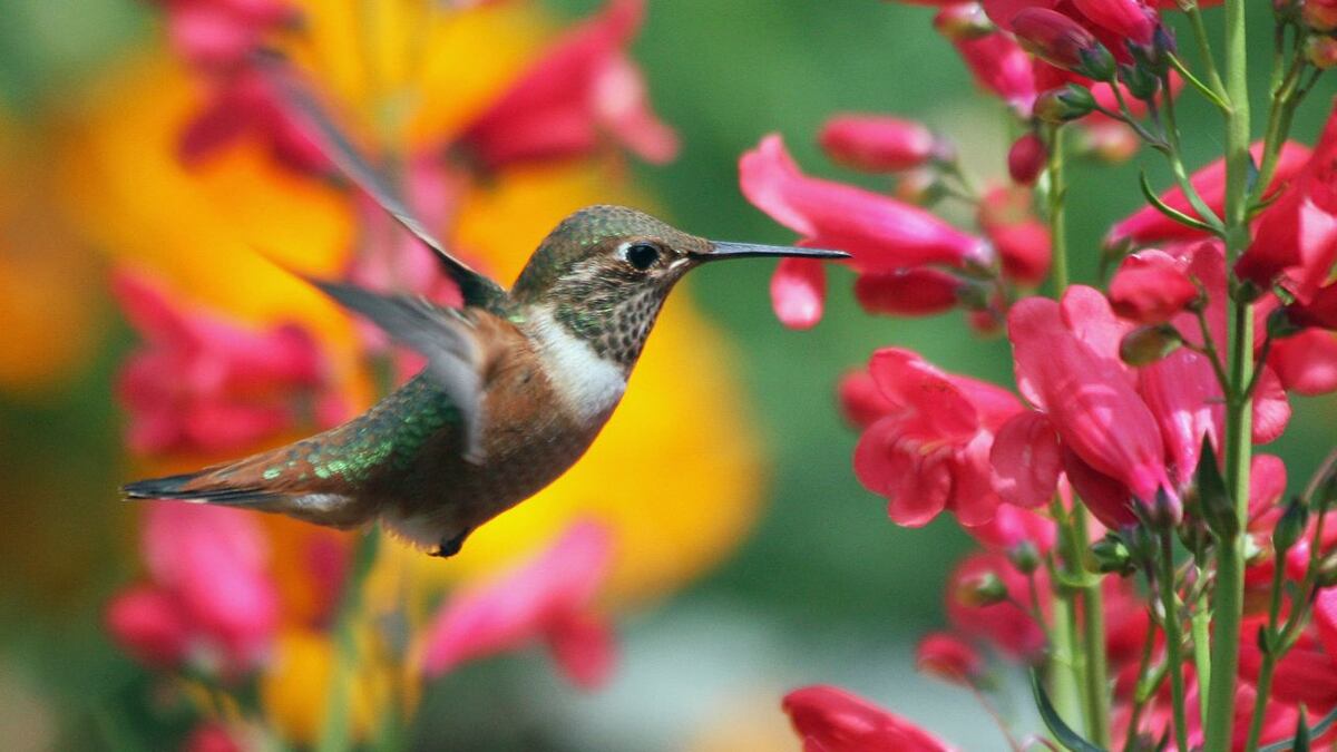 Qué significa ver un colibrí: por qué nos recuerda a los seres queridos ...