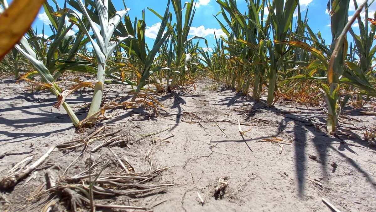 Animales muertos, cosechas perdidas y lagunas secas: preocupa la sequía ...