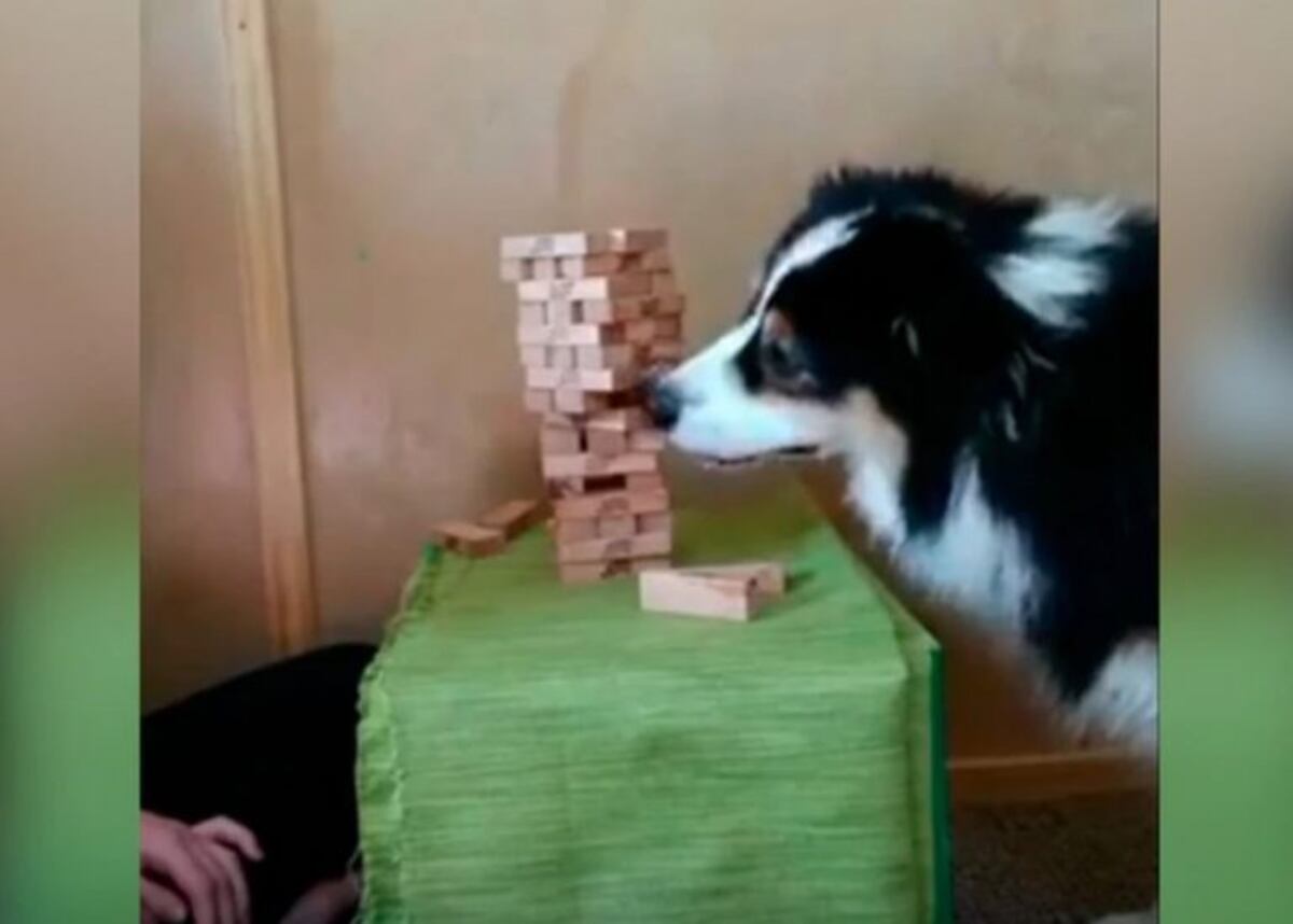 El video viral del perro que juega al jenga