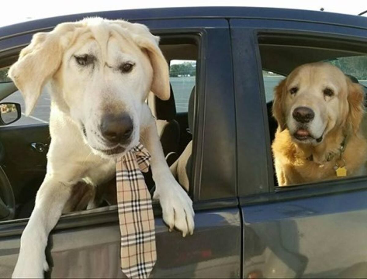 La conmovedora historia del perrito "feo" que nadie quiso adoptar y ...
