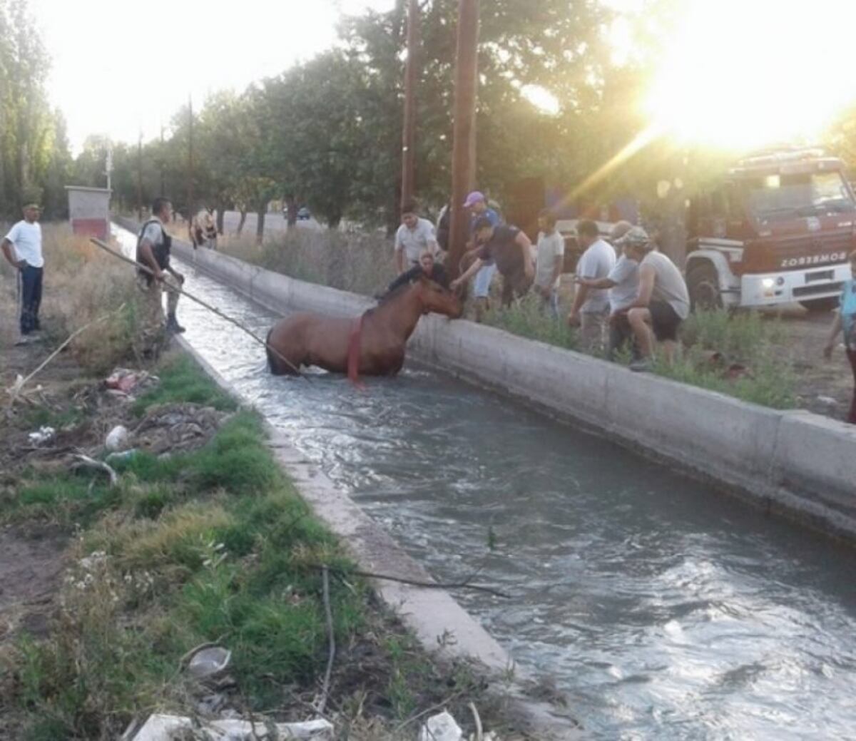 Impresionante rescate de un caballo que cayó a un canal