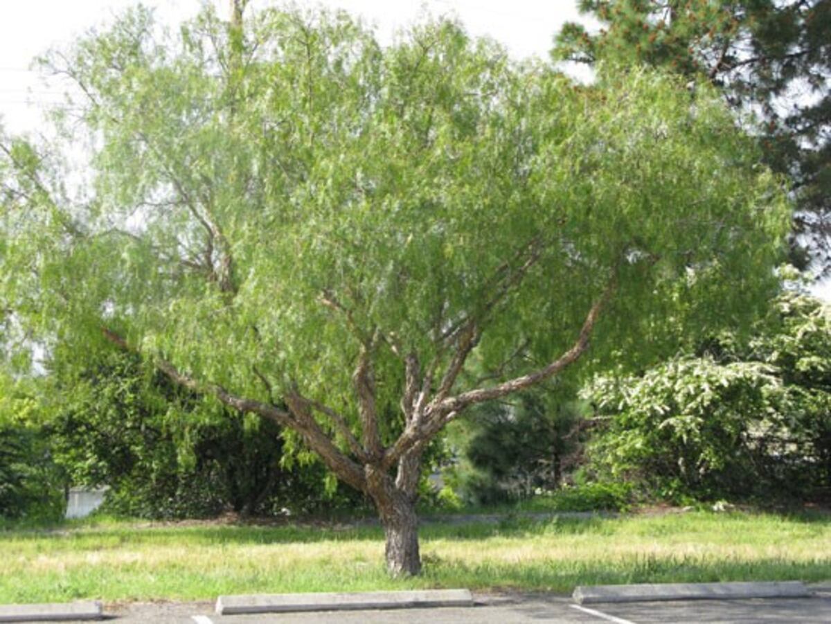 Aguaribay: los secretos detrás del "árbol mágico"