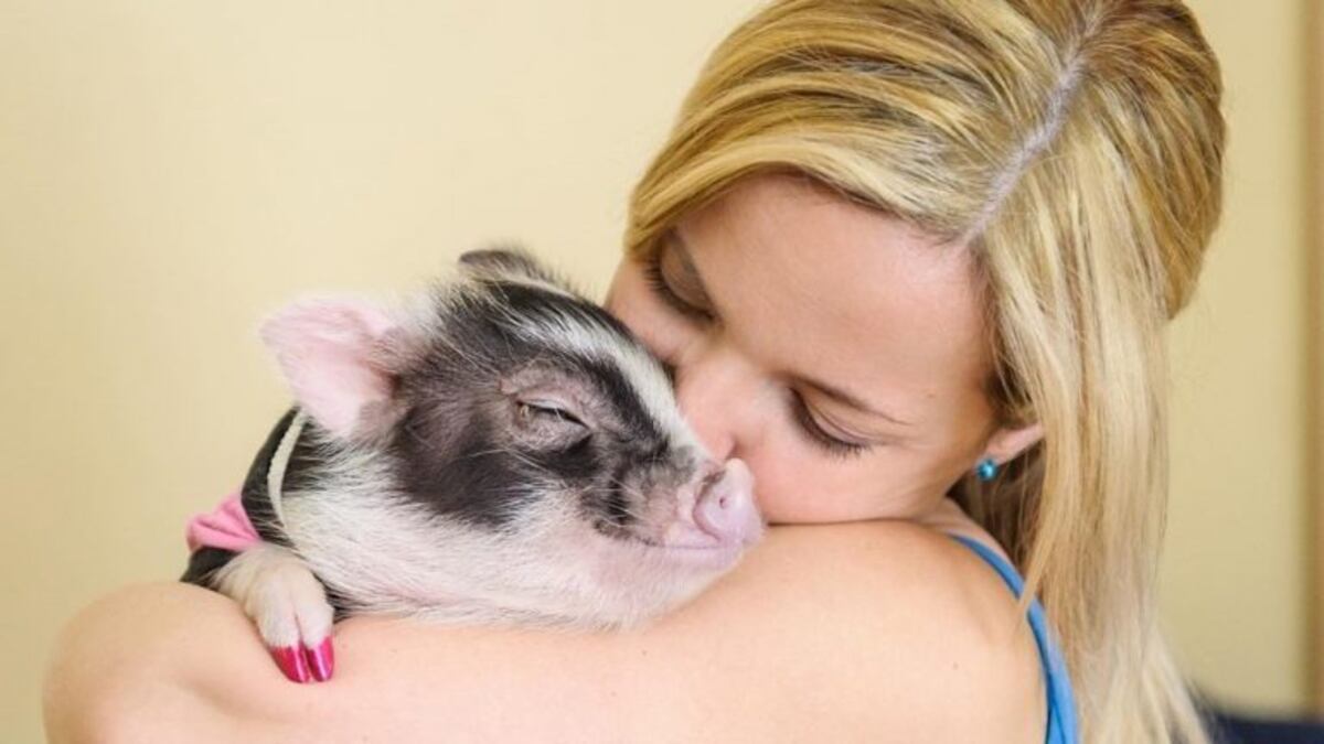 ¿Un cerdo como mascota?: los "mini pig" ya son furor entre los ...