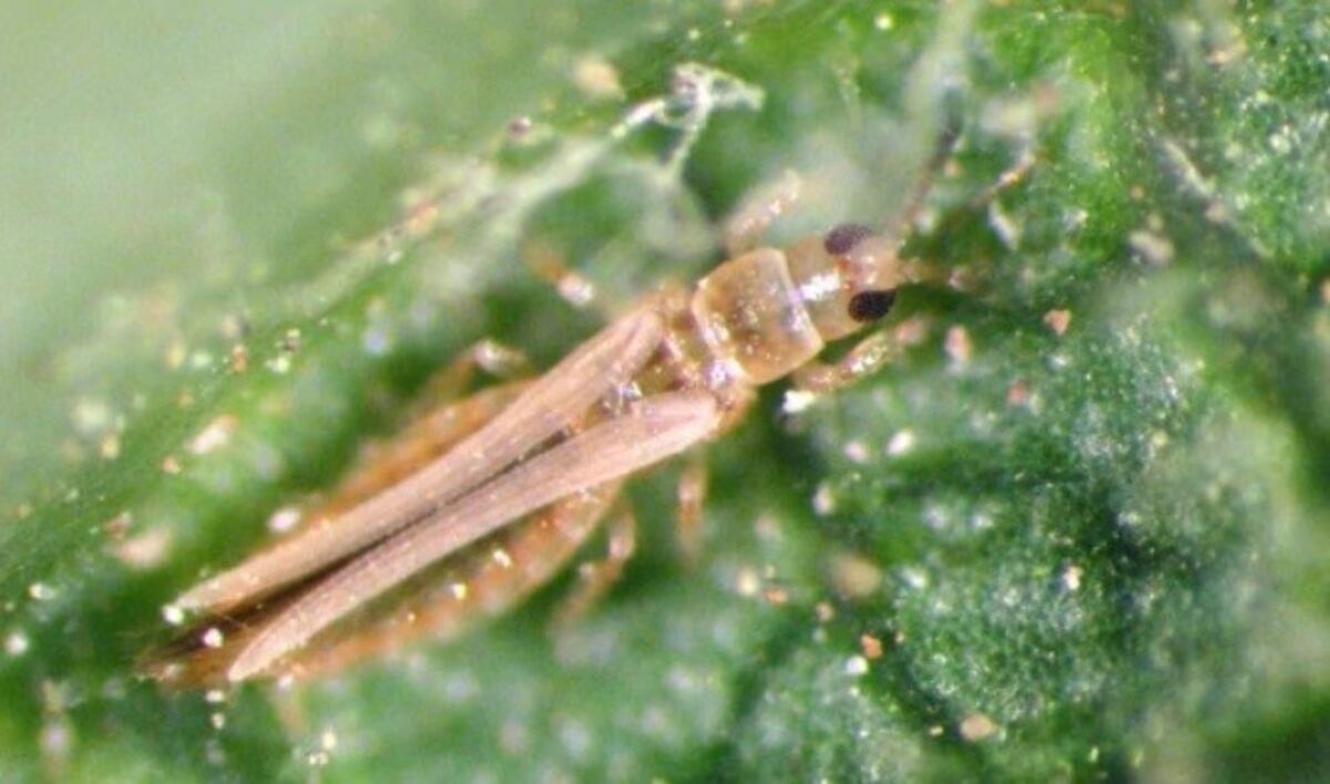 INTA Mendoza descubrió dos nuevas especies de insectos | Vía Mendoza