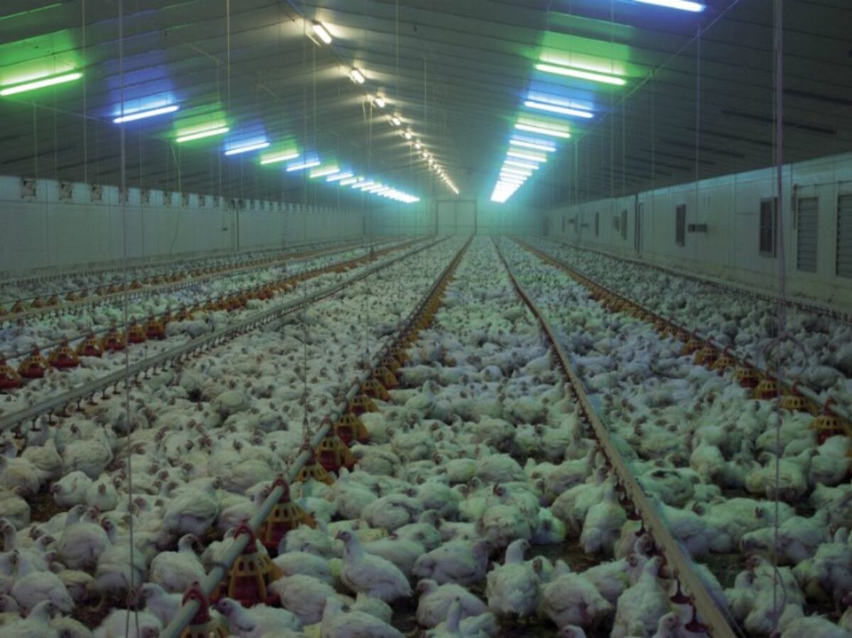 La producción avícola en Córdoba está frenada