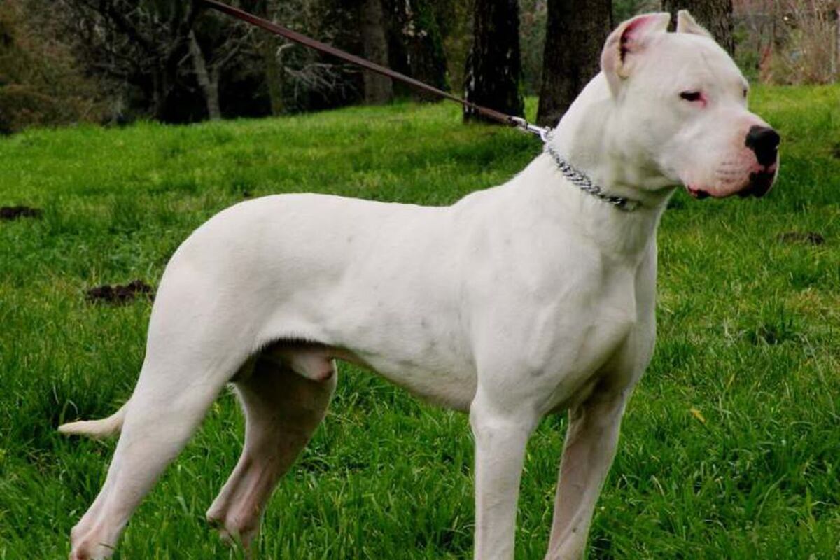 Un dogo atacó a un niño de 5 años: el perro pertenecería a un efectivo ...