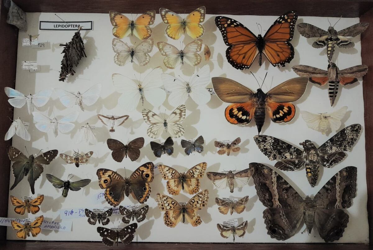 Muestra sobre el fascinante mundo de los insectos