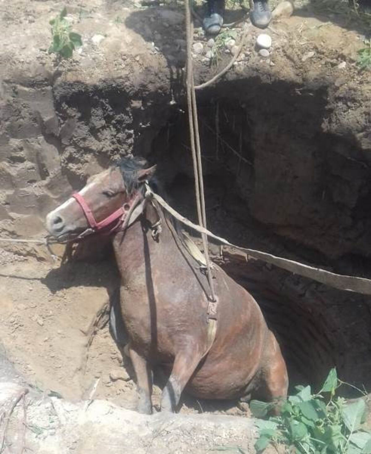 Dramático rescate de un caballo que cayó a un pozo en Orán