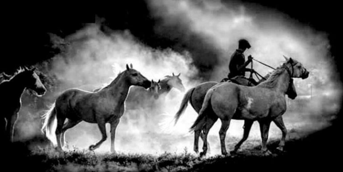Día nacional del caballo: un recuerdo a los primeros que habitaron en ...