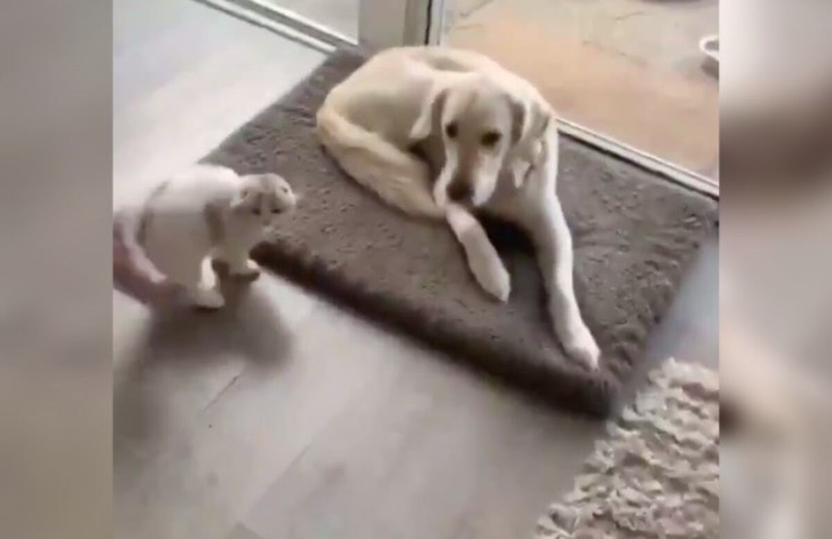 Un adorable gatito aprendió a "chocar los cinco" y se hizo viral en las ...