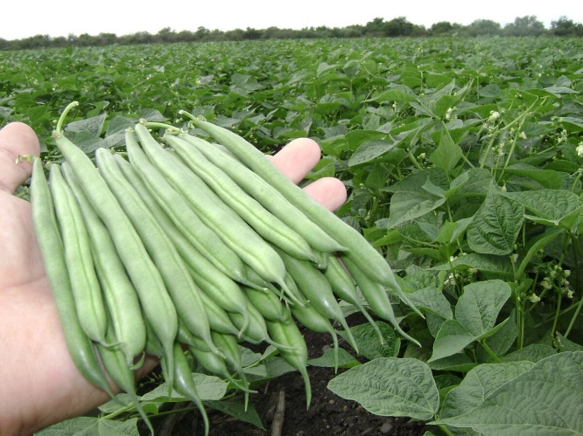 El cultivo de la chaucha