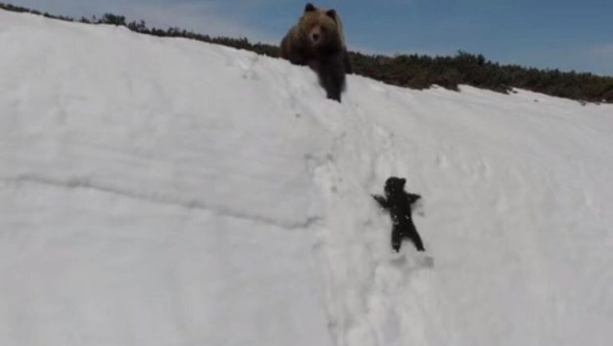 La cruel historia detrás del video del oso bebé que se volvió viral ...