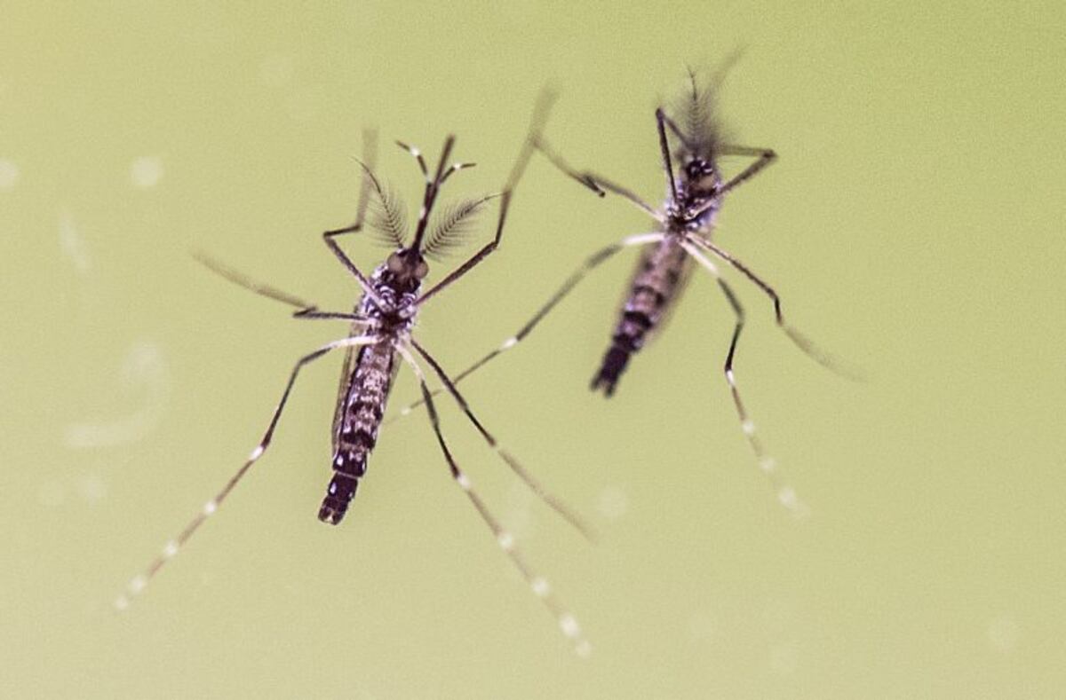 Bell Ville: en riesgo moderado ante la presencia del mosquito Aedes Aegypti