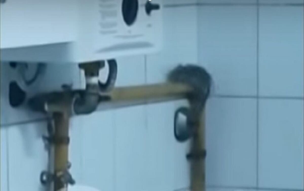 Grabaron los movimientos de una rata en el interior del hospital Cullen