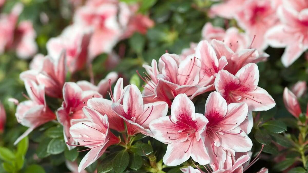 Azaleas: cómo cultivarlas y atraer la buena suerte al hogar